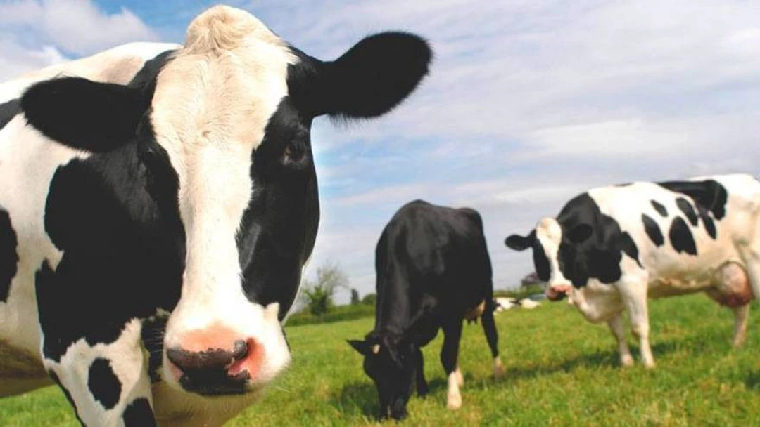 ¿De qué se habla cuando se dice "eran tiempos de vacas gordas"?