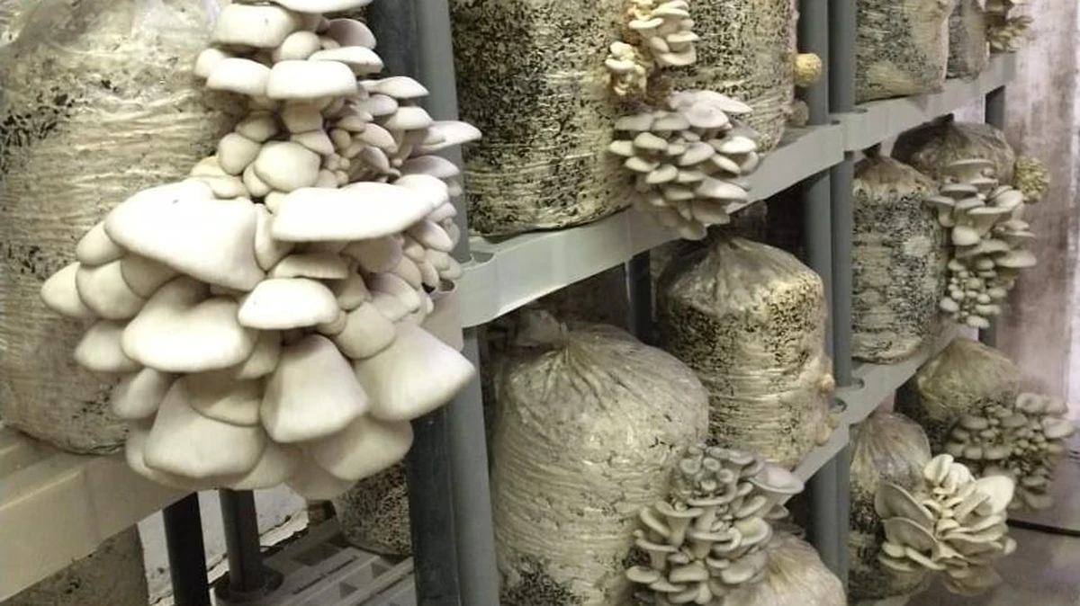 Cuál es el impacto ambiental de la producción de hongos comestibles