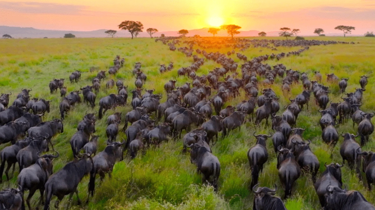 Qué Ver En Netflix 2023 5 Series Y Documentales Sobre La Naturaleza