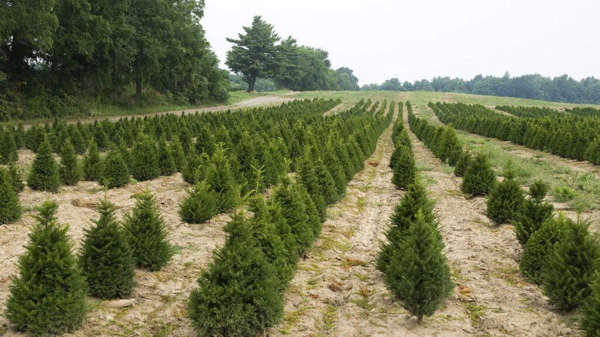 ¿Qué es la reforestación y cómo se puede llevar a cabo?