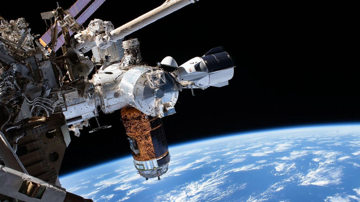 Por primera vez, científicos logran cultivar embriones de ratón en el ...