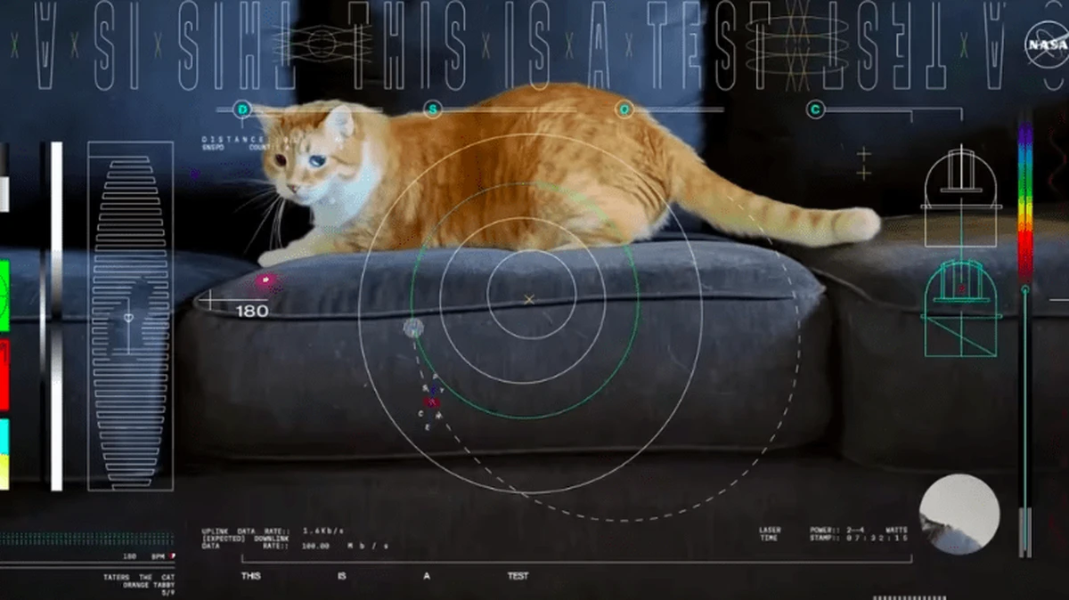 Por qué es un hito que la NASA haya grabado a un gato en 4K