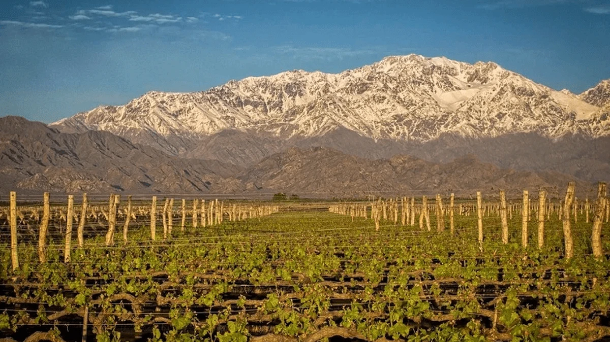 Una importante bodega redobla la apuesta: adelanta 10 años su meta de ...