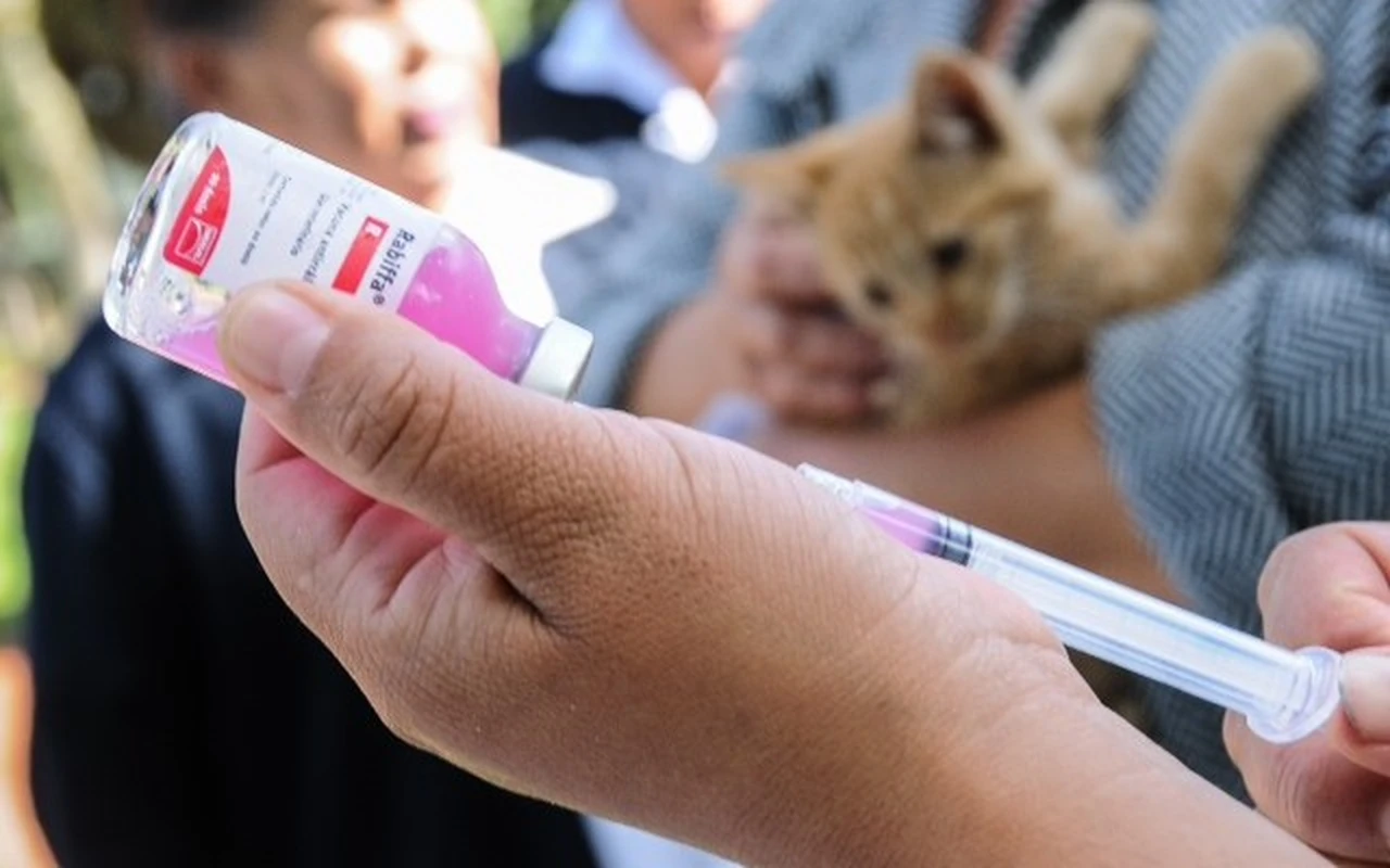 Rabia: cuáles son los síntomas y qué animales pueden transmitirla