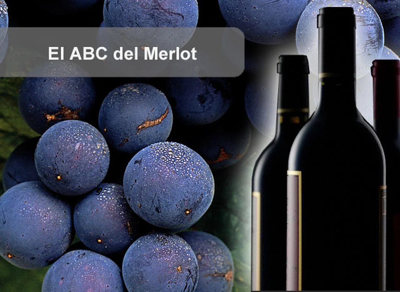 El ABC del Merlot: 10 claves para conocer a fondo las cualidades de ...
