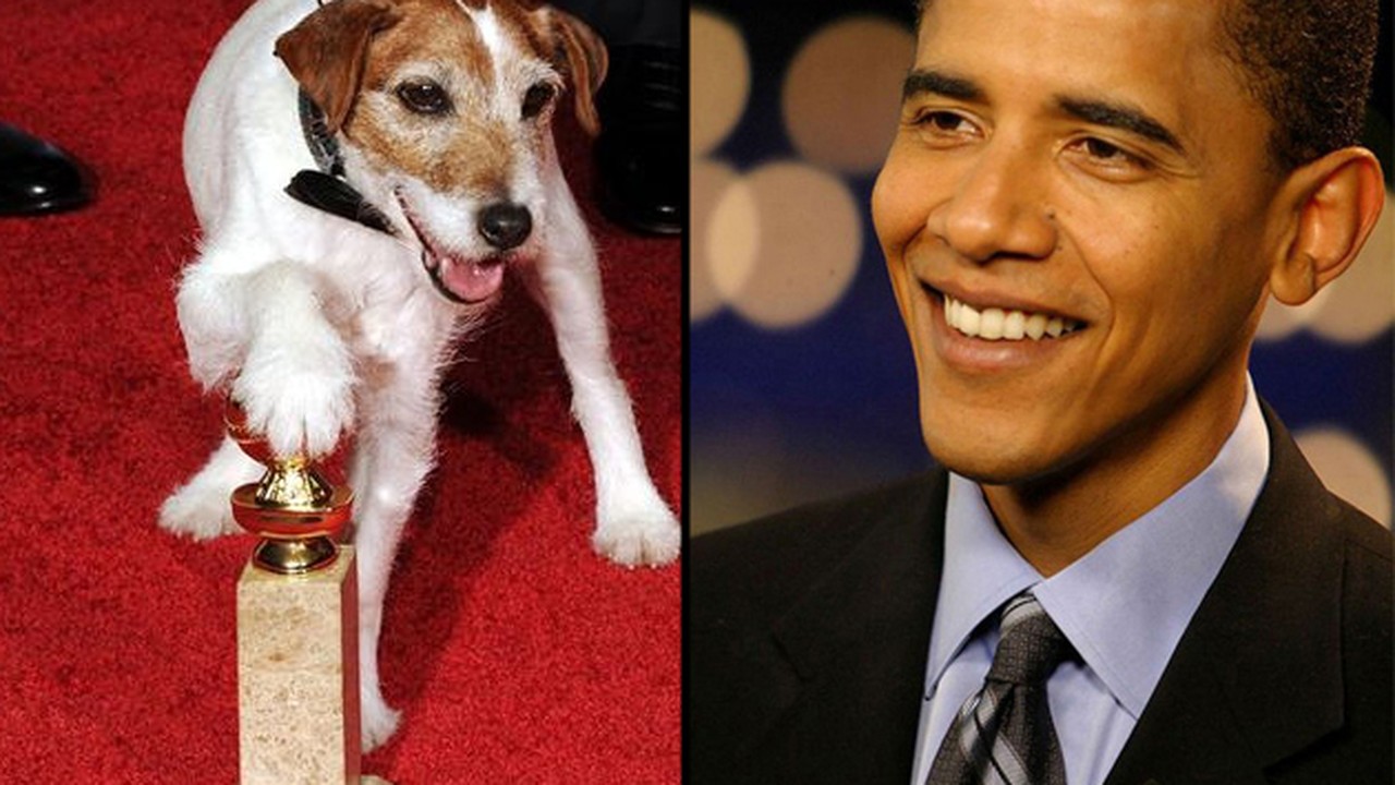 Toda una estrella: el perro de The Artist compartirá una cena con ...