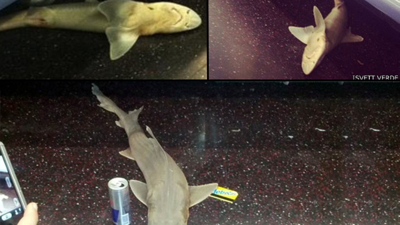Sorpresa en el subte de Nueva York: apareció un tiburón muerto