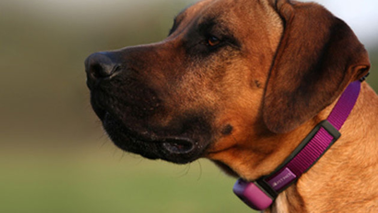 Cómo usar el celular para localizar a tu perro y evitar extravíos