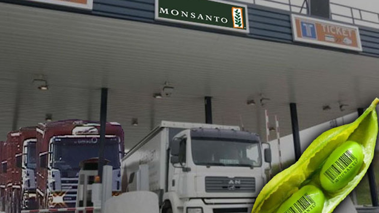 Resistiré: por qué Monsanto mantendrá sus controles pese a la decisión ...