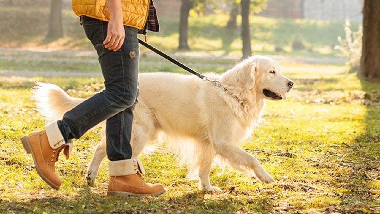 Una a una, ¿cuáles son las enfermedades que pueden transmitir los perros?