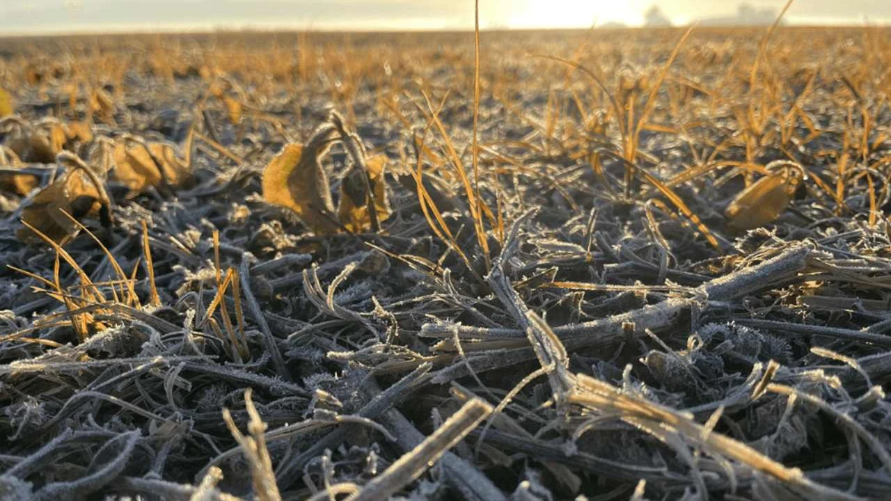 Qué es la "helada negra" que afecta a toda la Argentina