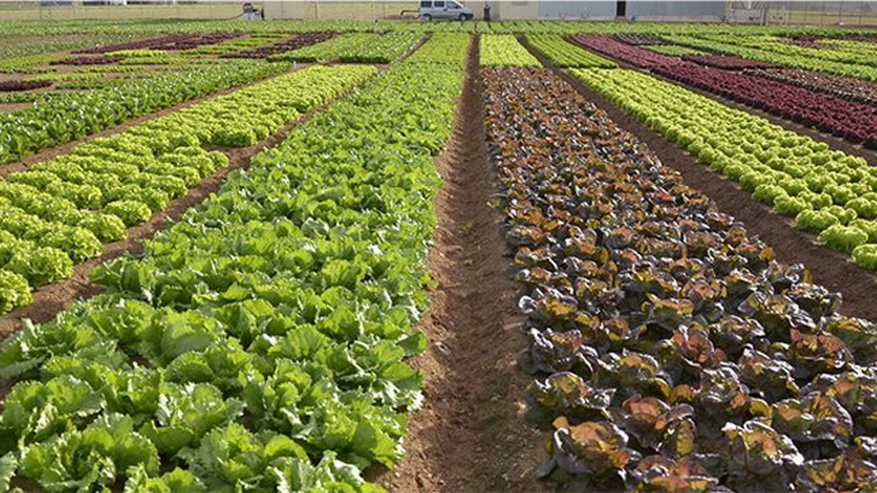 Primaflor convirtió su energía al 100% renovable