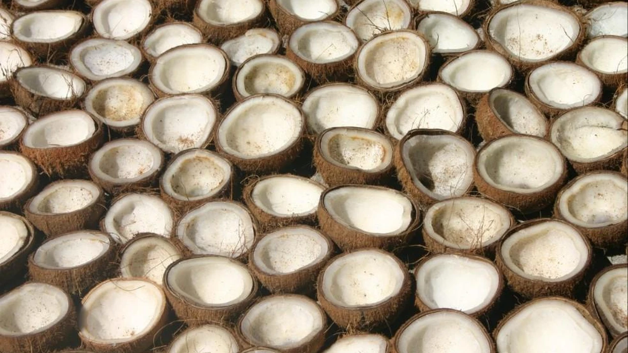 Crean pallets de coco biodegradables y buscan salvar millones de árboles