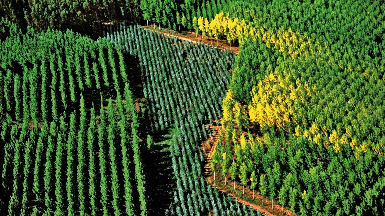 Un importante grupo logró una certificación clave sobre deforestación y ...