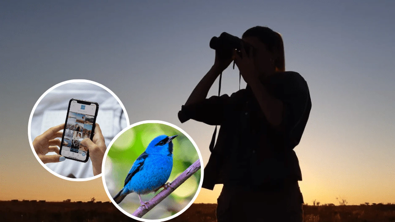 Lanzan una app que permite identificar todas las aves de Argentina
