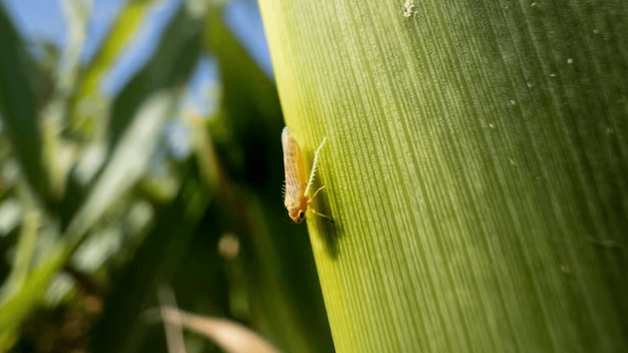 Piden declarar la emergencia agrícola por devastadora plaga en cultivos ...