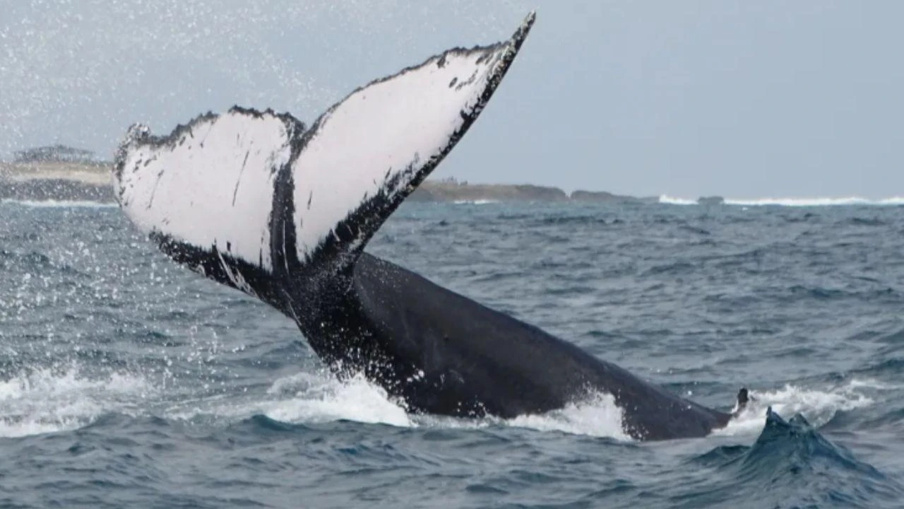 Hallan ballena en el océano que impresiona a comunidad científica