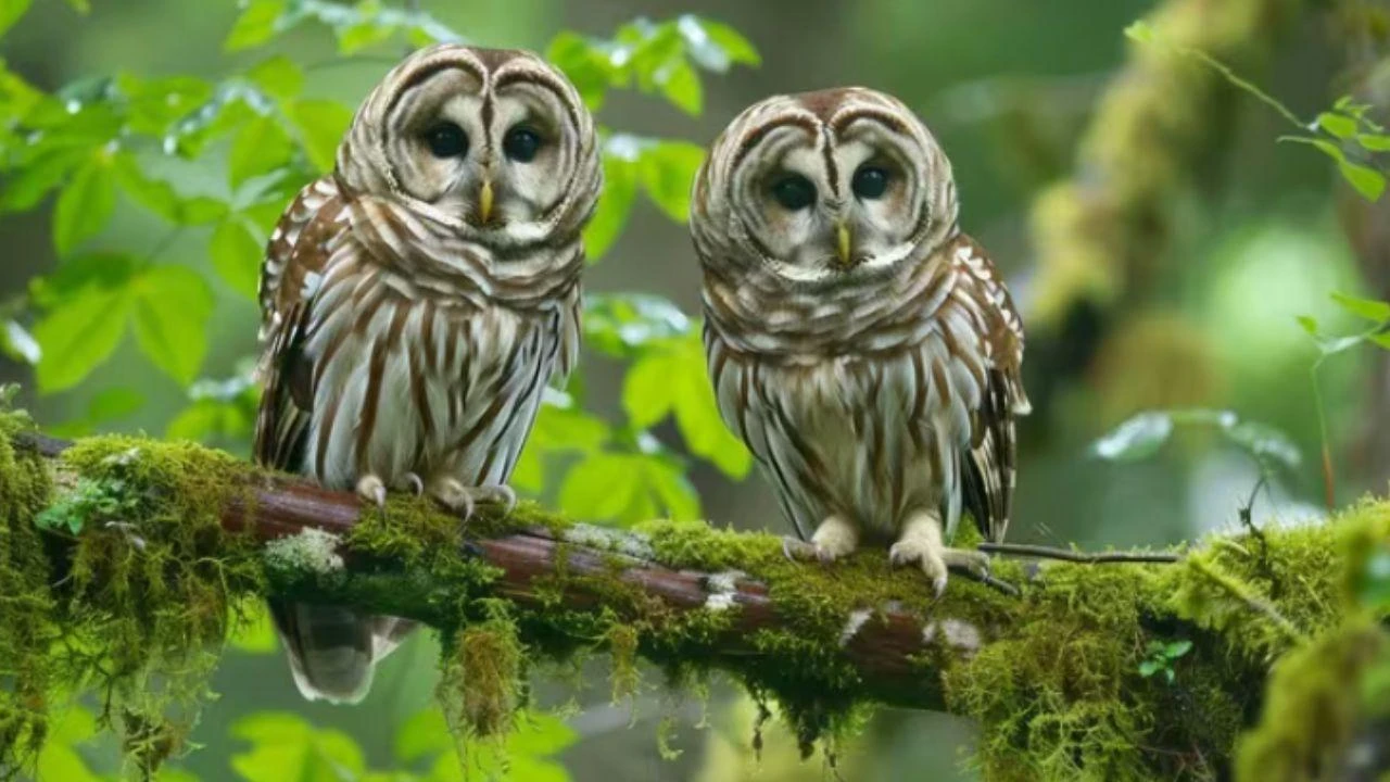 Evalúan eliminar a medio millón de búhos con francotiradores para ...