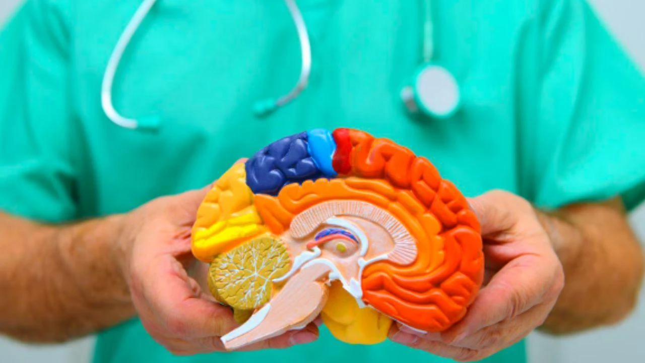 Cuál es la temperatura ideal para que el cerebro funcione bien