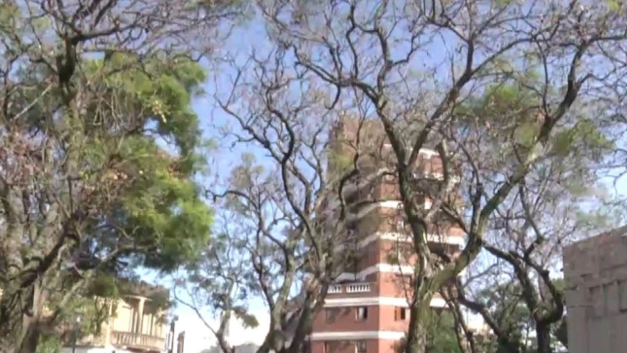 Por el cambio climático, los jacarandáes en Entre Ríos están amenazados