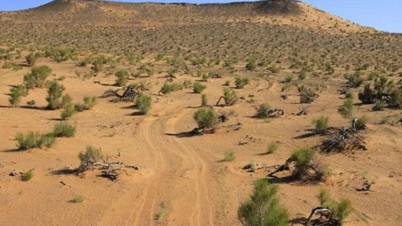 Por qué un bosque está consumiendo a uno de los desiertos más grande ...