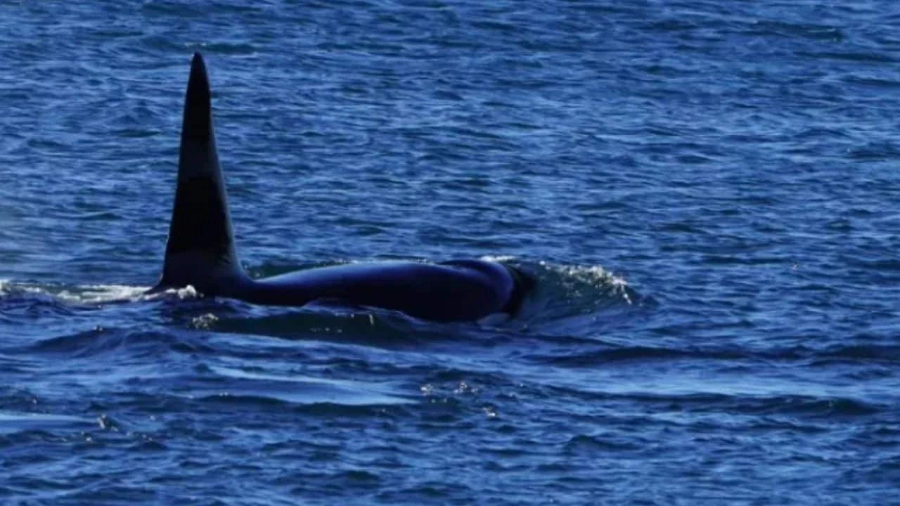 En fotos: el impresionante varamiento de la orca en la Península Valdés