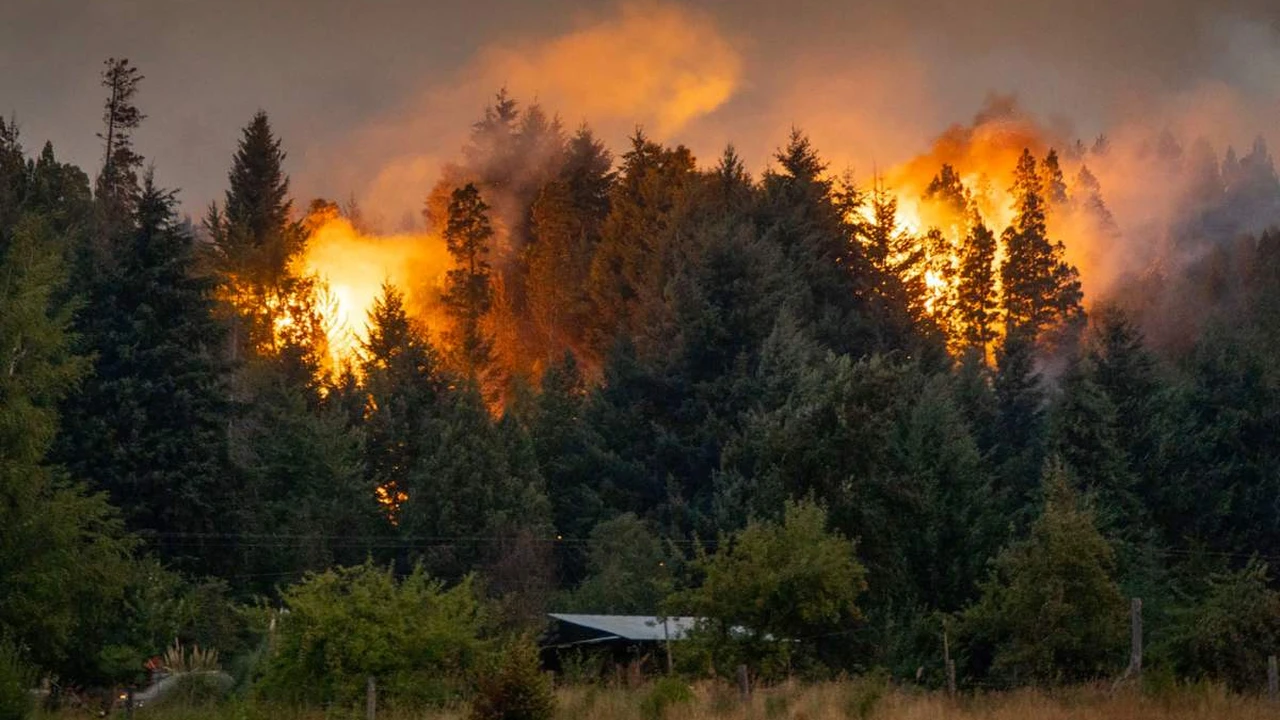 Incendios en Patagonia: se cuadruplicó la superficie de bosques ...