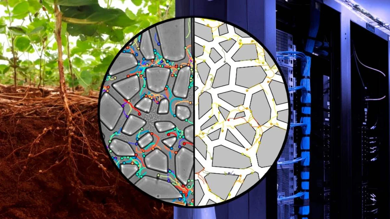 Crean “suelos en un chip” para estudiar bacterias que promueven el ...