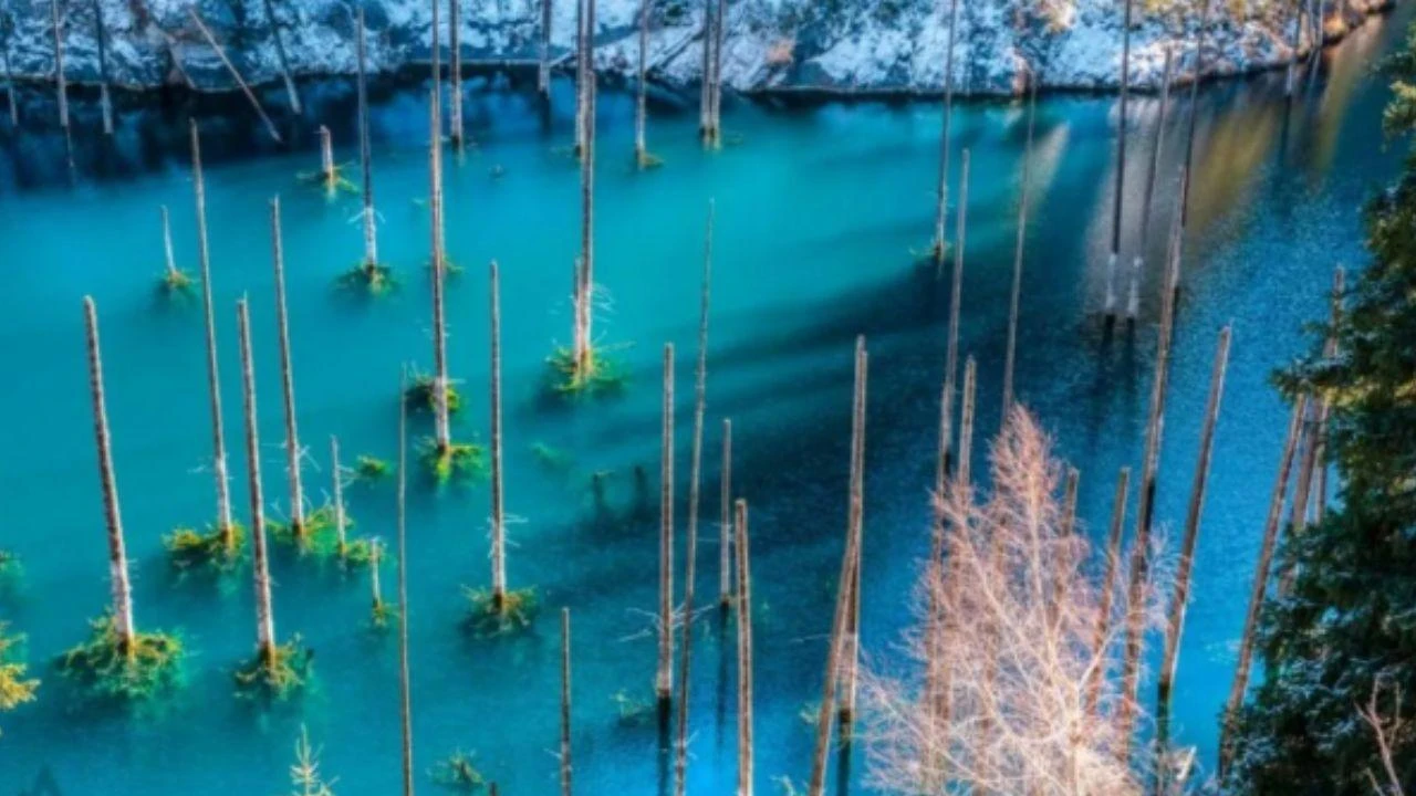 Así es el bosque sumergido en un lago y que es único en la Tierra