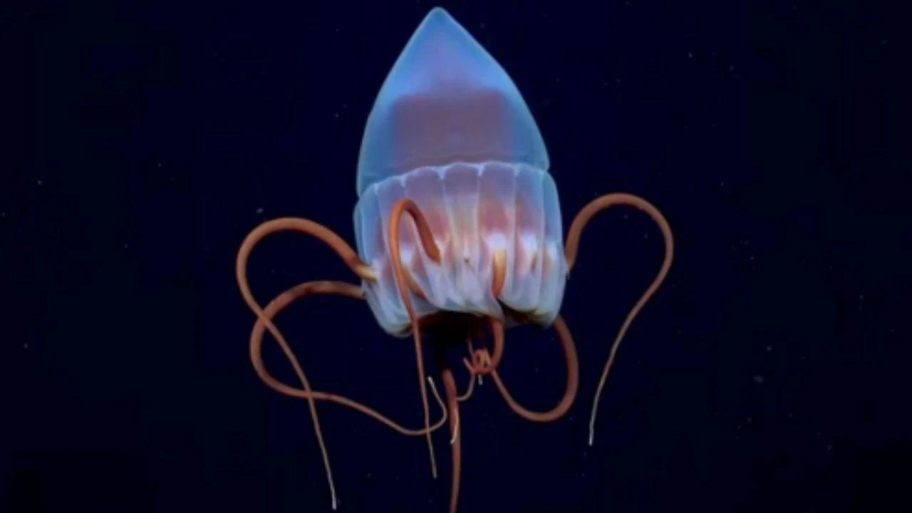 El streaming en vivo del CONICET suma playlist propia: música para ...