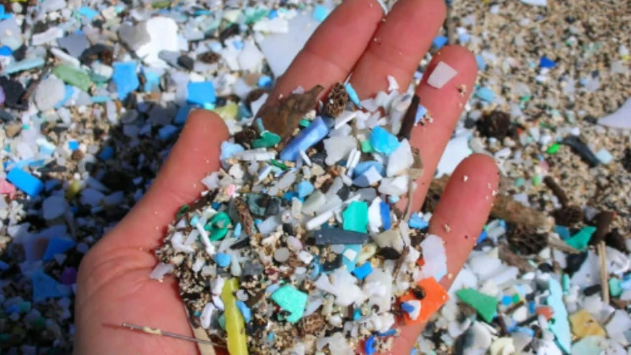 Por primera vez, hallaron microplásticos en el zooplancton marino de ...