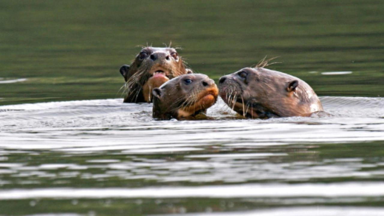 Nutria gigante: cómo se logró su regreso al Iberá tras casi 40 años