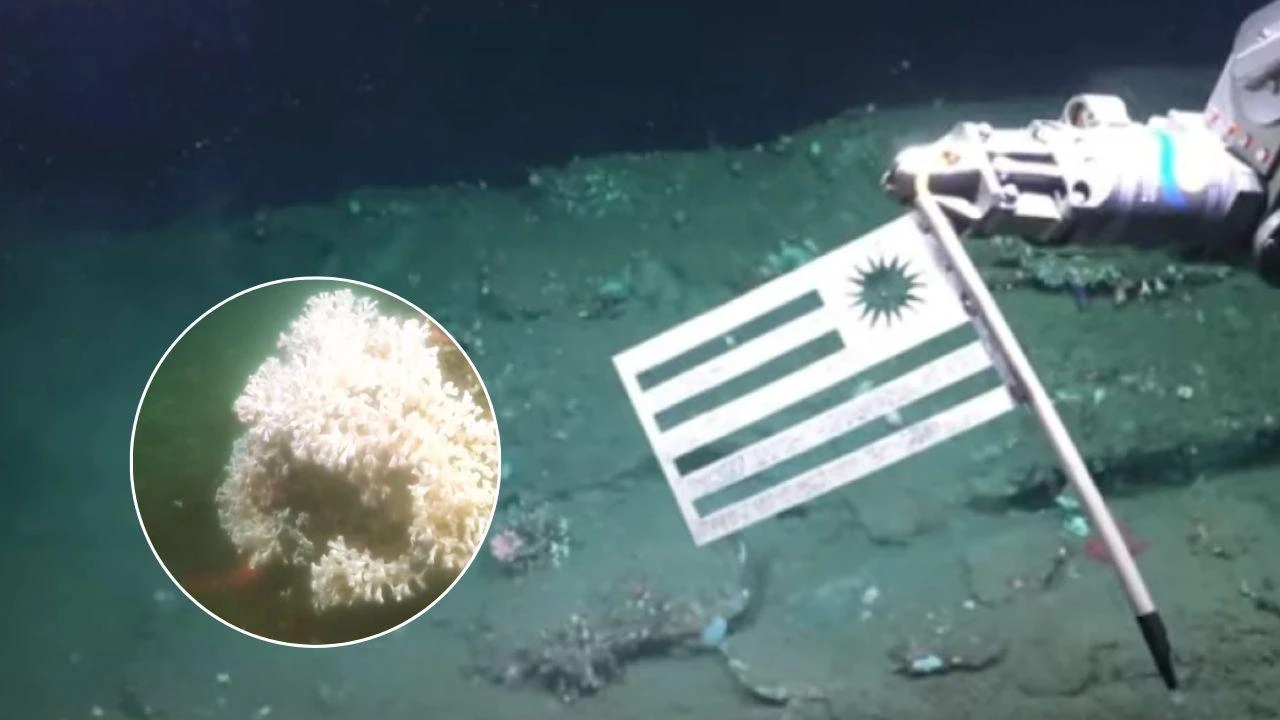 La emoción de científicos uruguayos al hallar algo inédito en el fondo ...