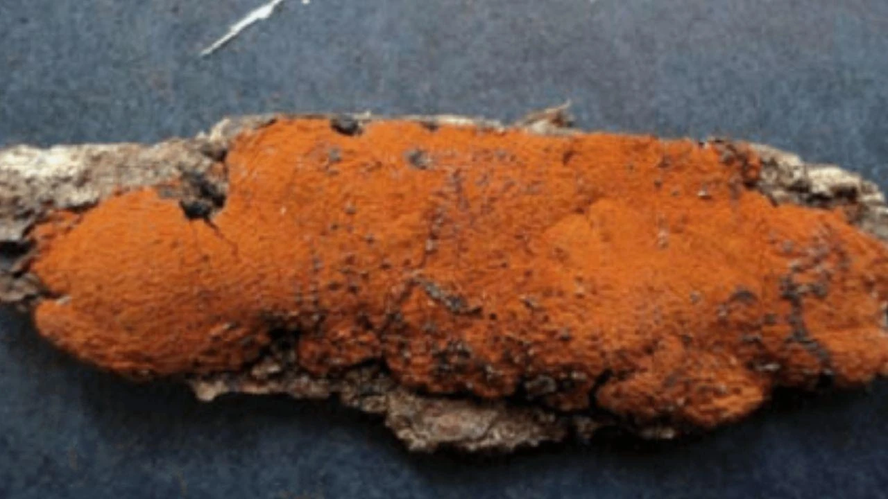 Un hongo naranja convierte residuos agrícolas en alimentos sustentables