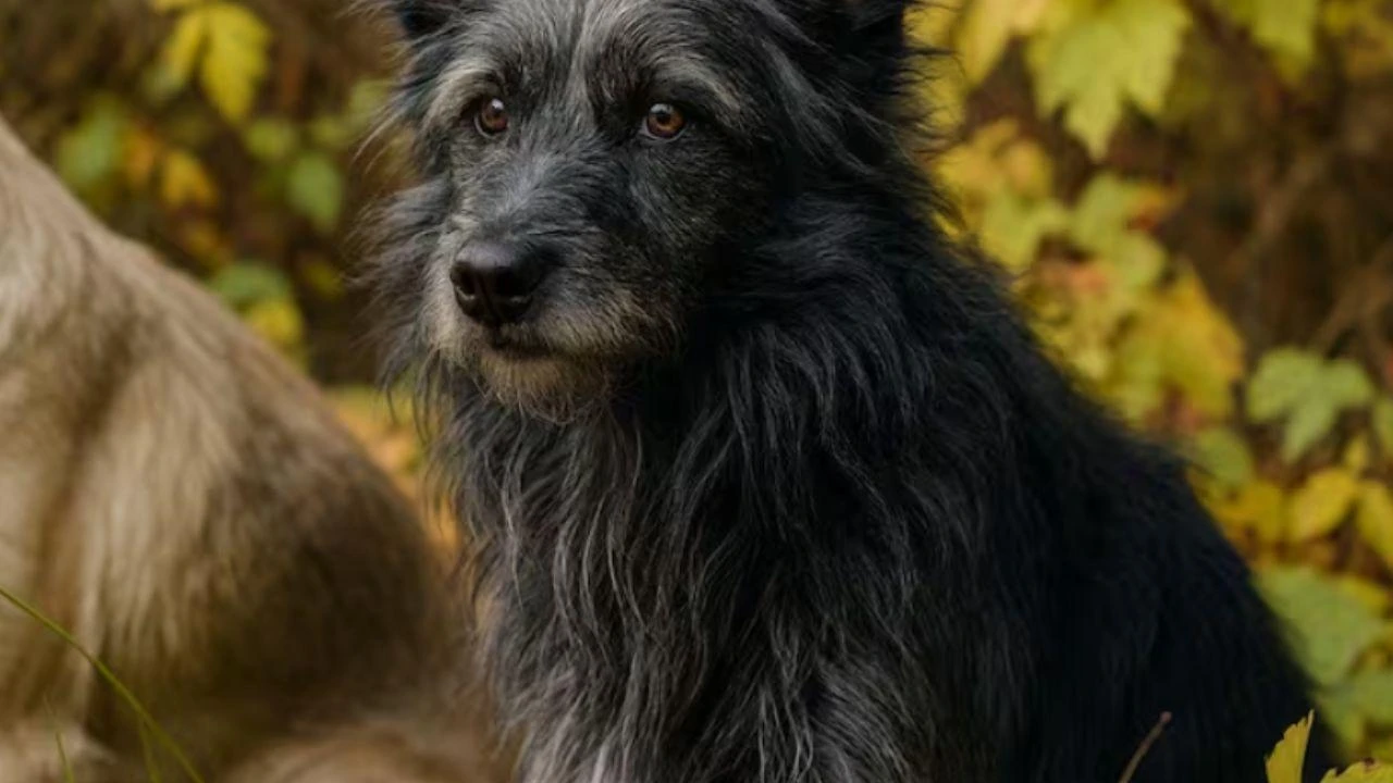 Descubren un perro con pelaje azul en una zona radioactiva
