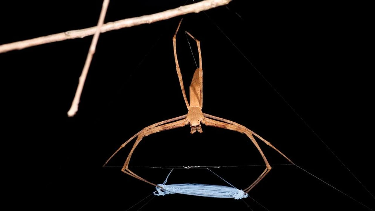 Descubren una telaraña con propiedades únicas que podría revolucionar ...