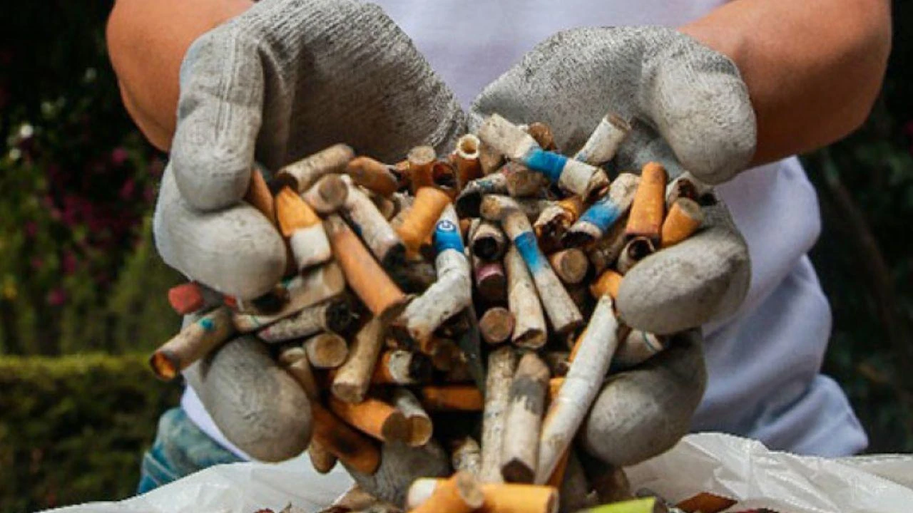 Científicos rosarinos reciclan colillas de cigarrillo con hongos y lo ...