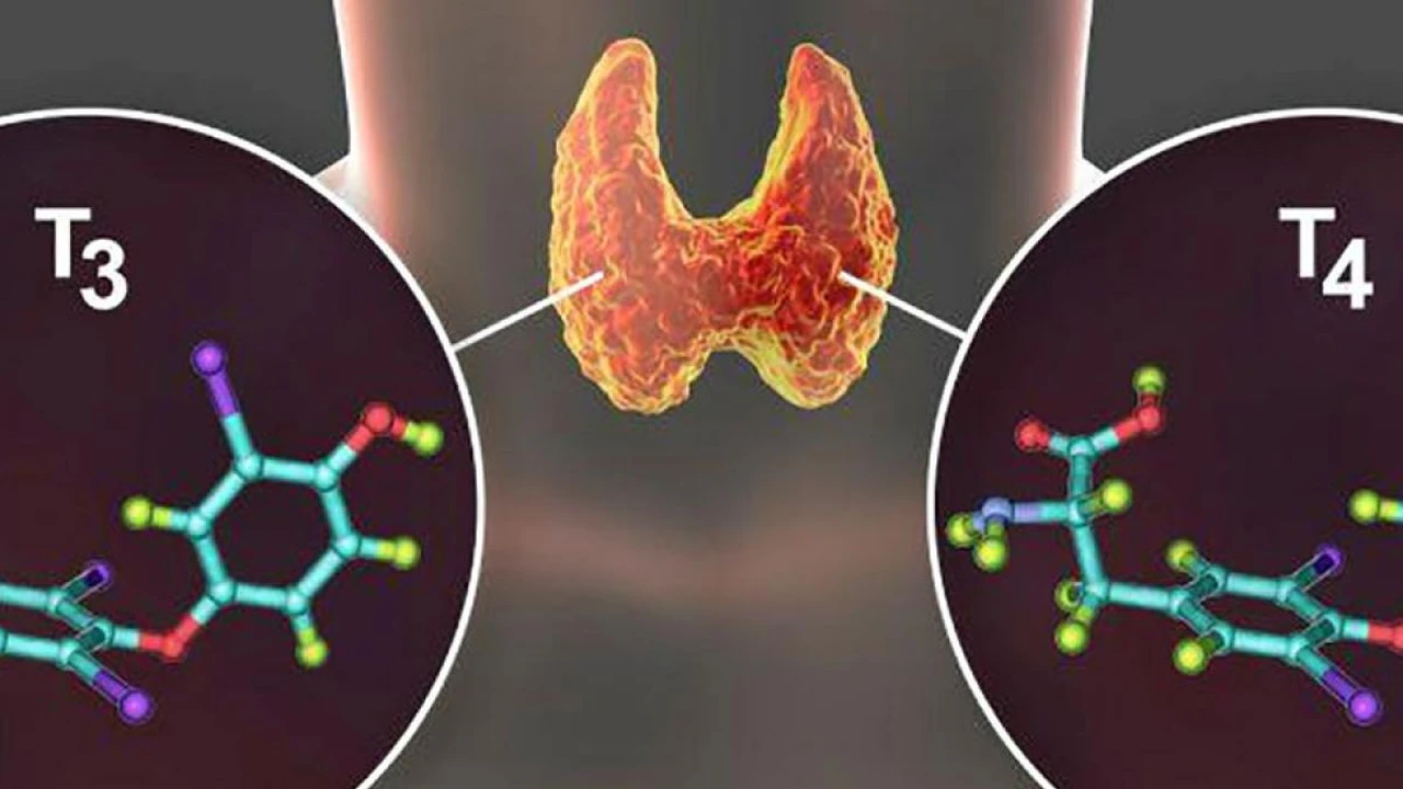 Qué es la levotiroxina y cómo actúa en el cuerpo
