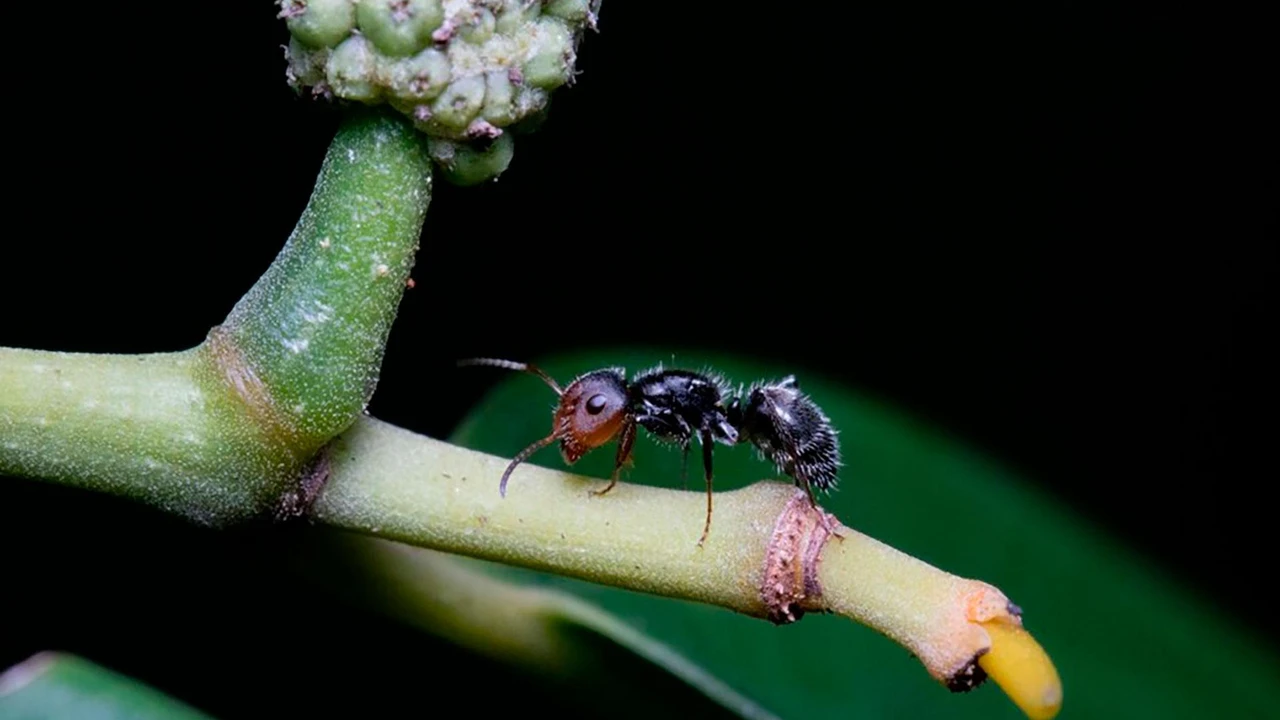 Estudio indicó cómo responderán los insectos ante el cambio climático