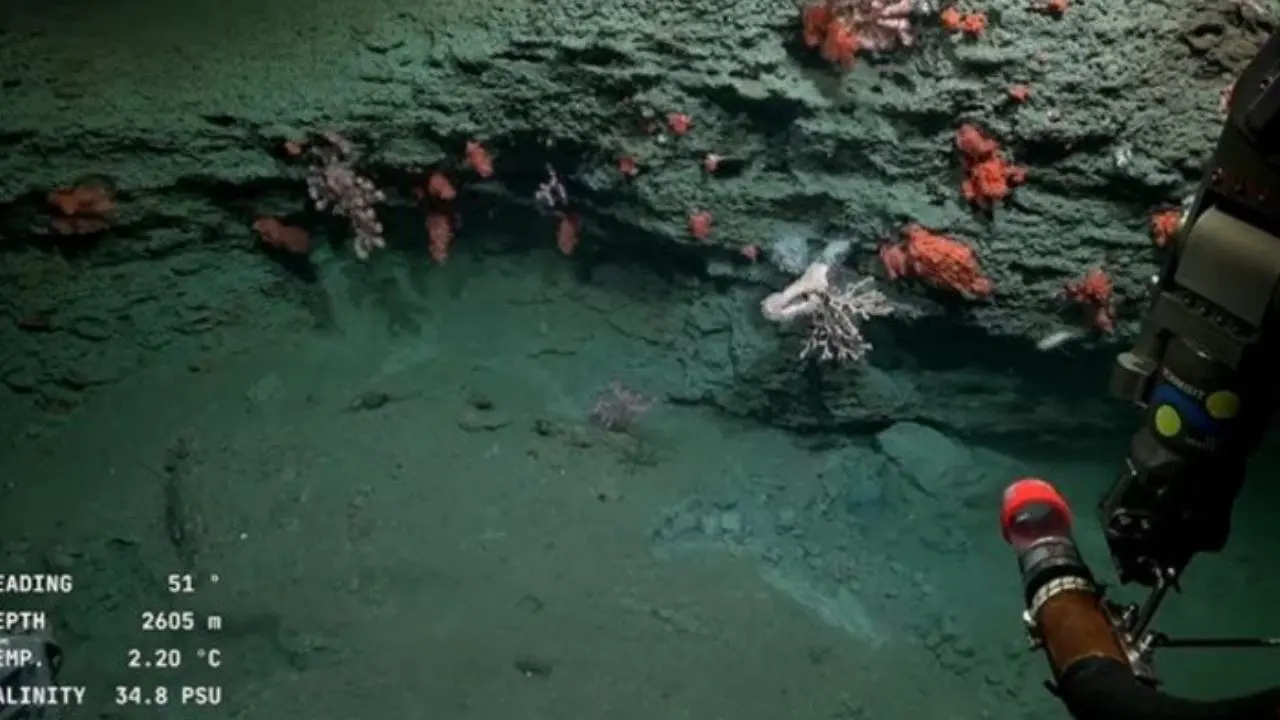CONICET prepara nueva expedición al océano profundo en la costa ...