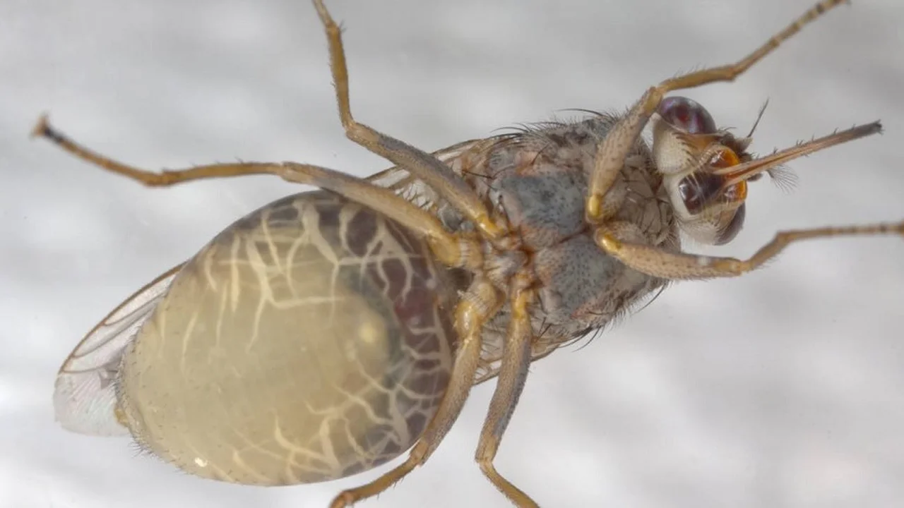 Los 10 insectos más venenosos del mundo