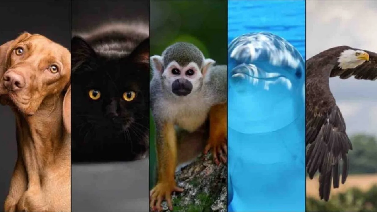 ¿Cuál es tu animal favorito?: conocé más sobre tu personalidad