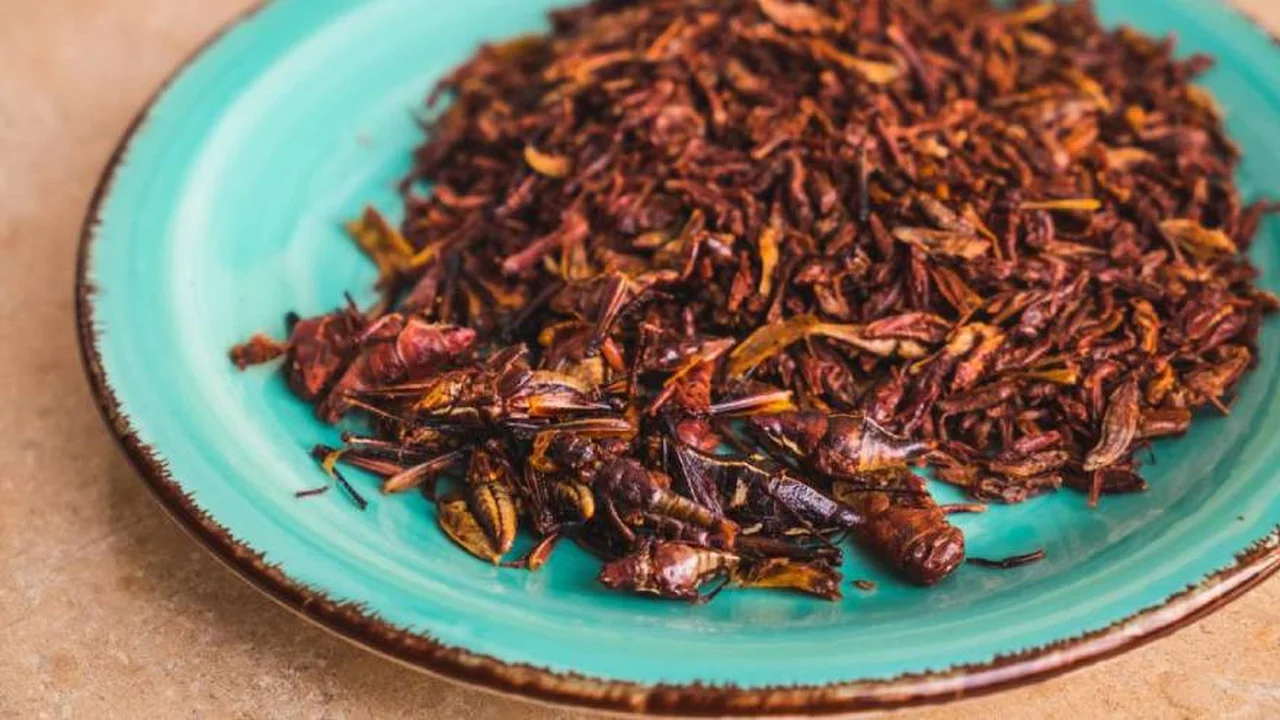 En Japón hay máquinas expendedoras de insectos: ¿cómo funcionan?