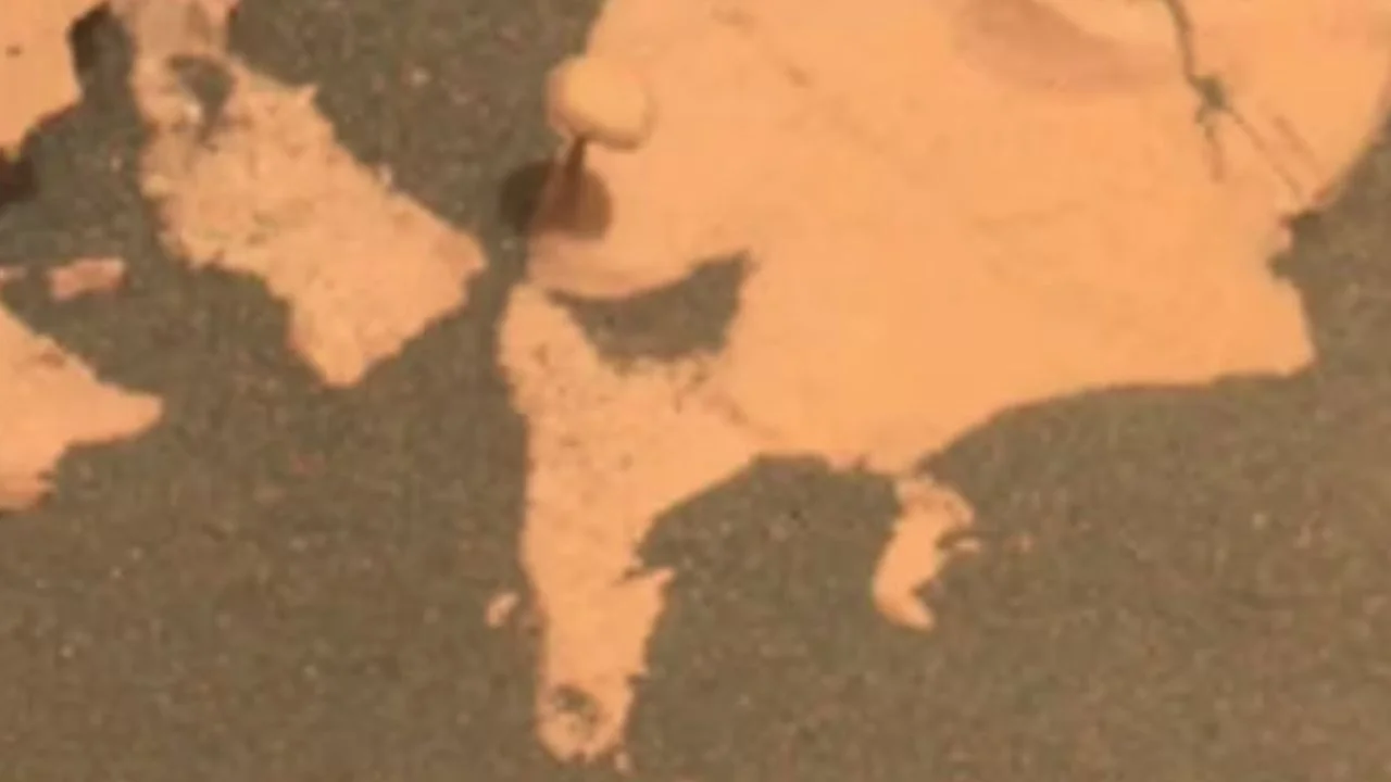 Hallan hongo en Marte en una exploración del rover Perseverance