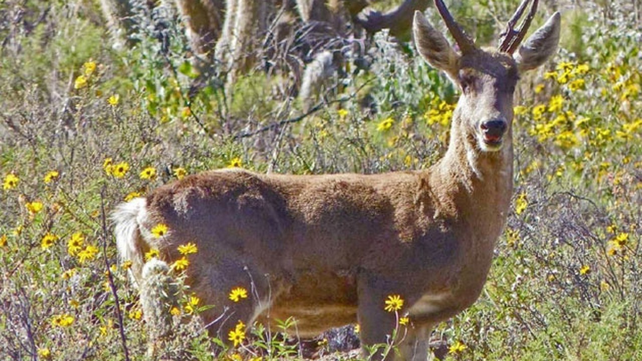 Sturzenegger viajó a fotografiar tarucas y las redes sociales ...