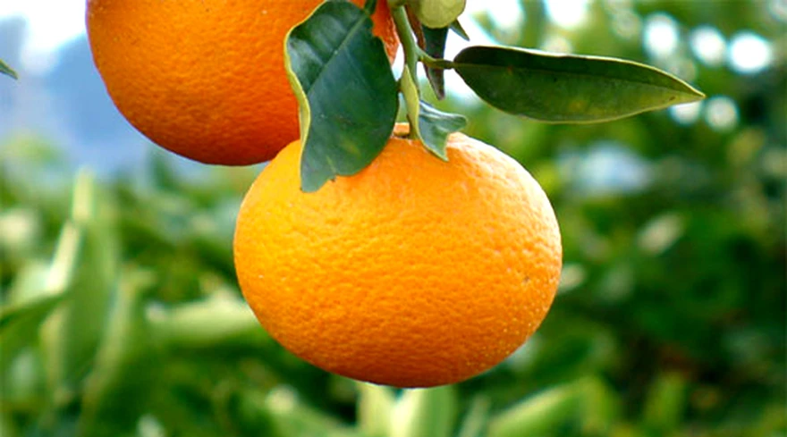 Brasil ahora también posee la mayor exportadora mundial de jugo de naranja