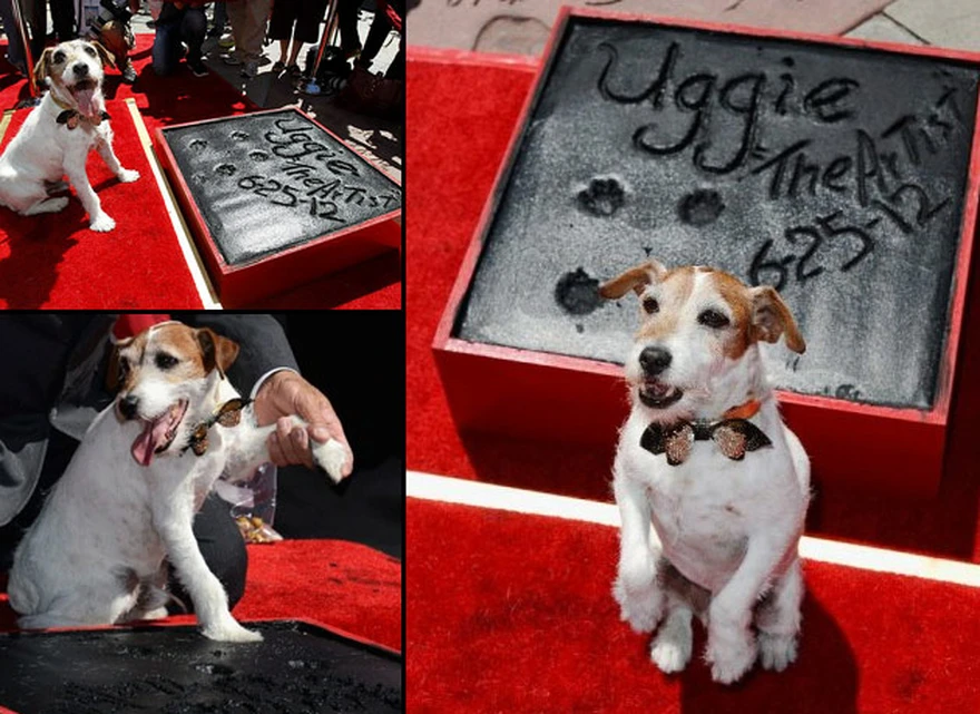 Uggie, el perro de "El Artista", deja su huella en Hollywood