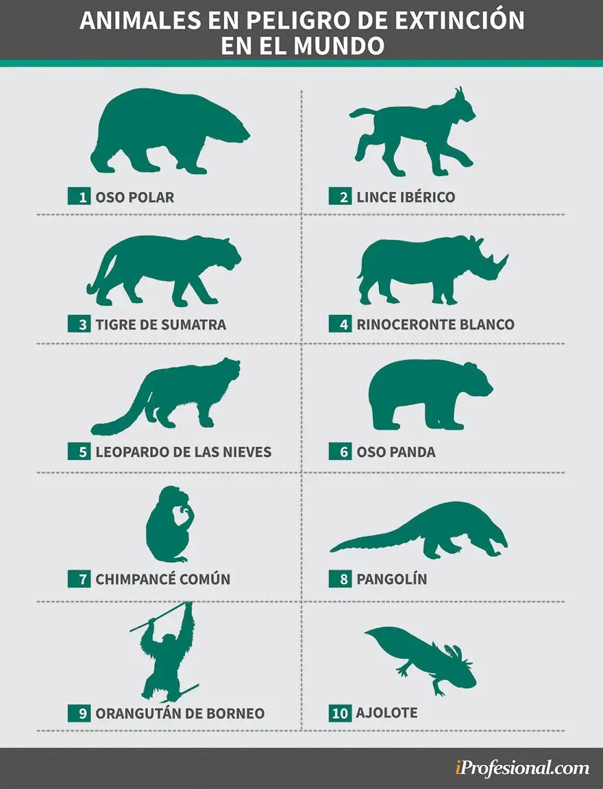 Los 10 Animales Más Amenazados